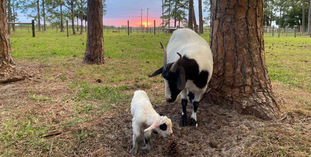 Tippy – Prize Farms