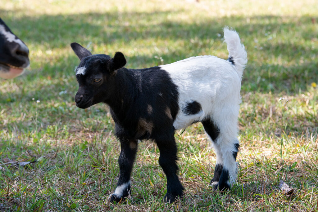 Babs – Prize Farms