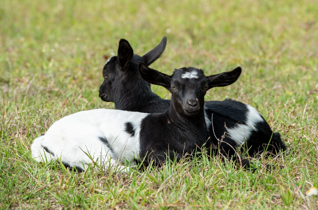 Babs – Prize Farms